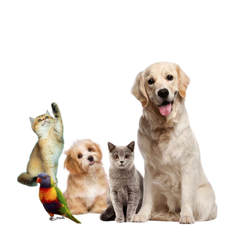 Pet Category – Home Decoration Australia